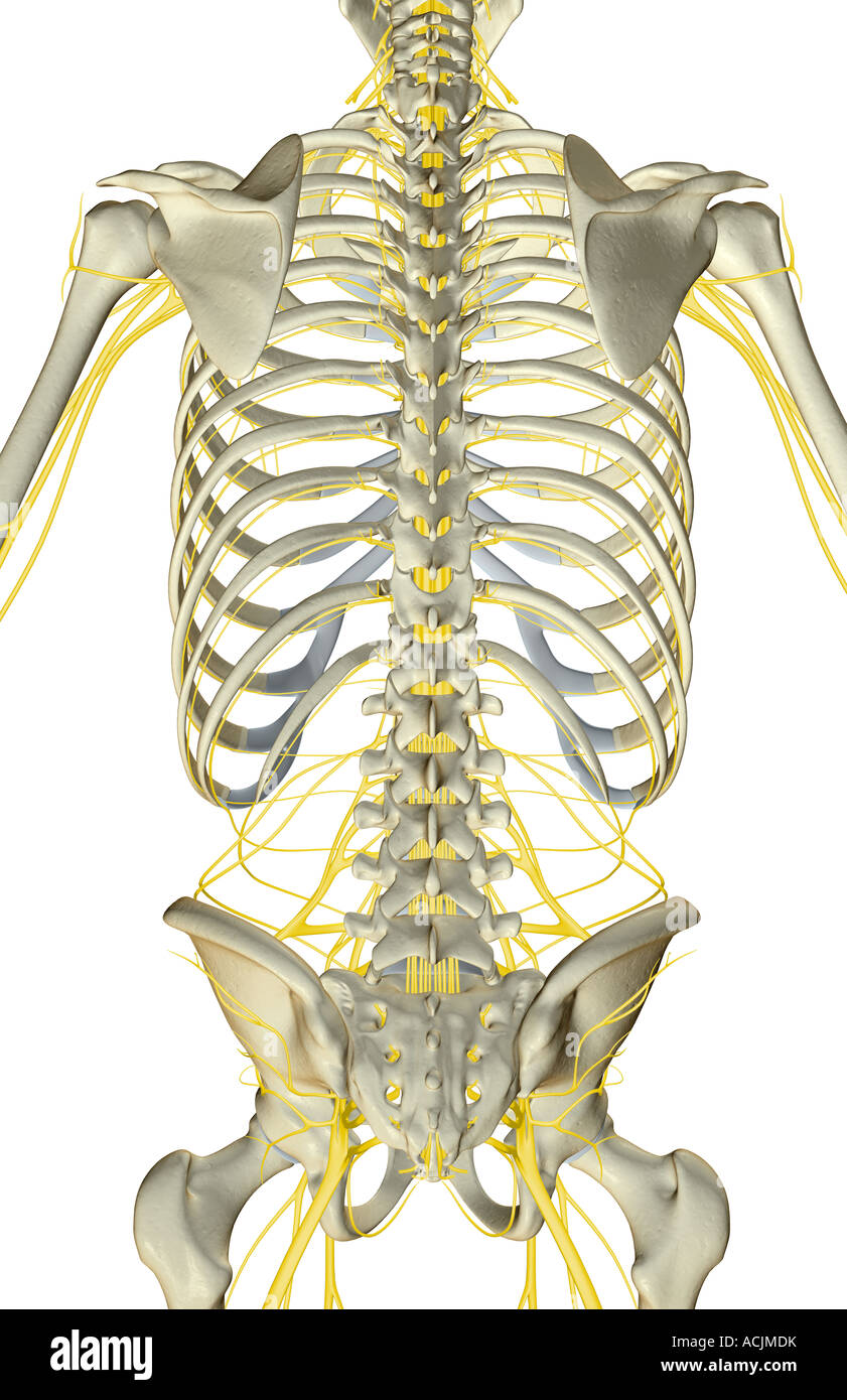 The nerves of the trunk Stock Photo - Alamy
