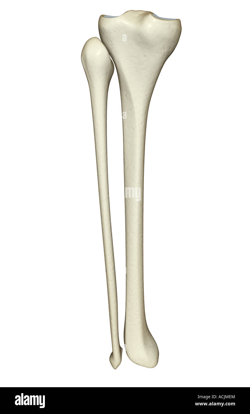 The bones of the leg Stock Photo - Alamy