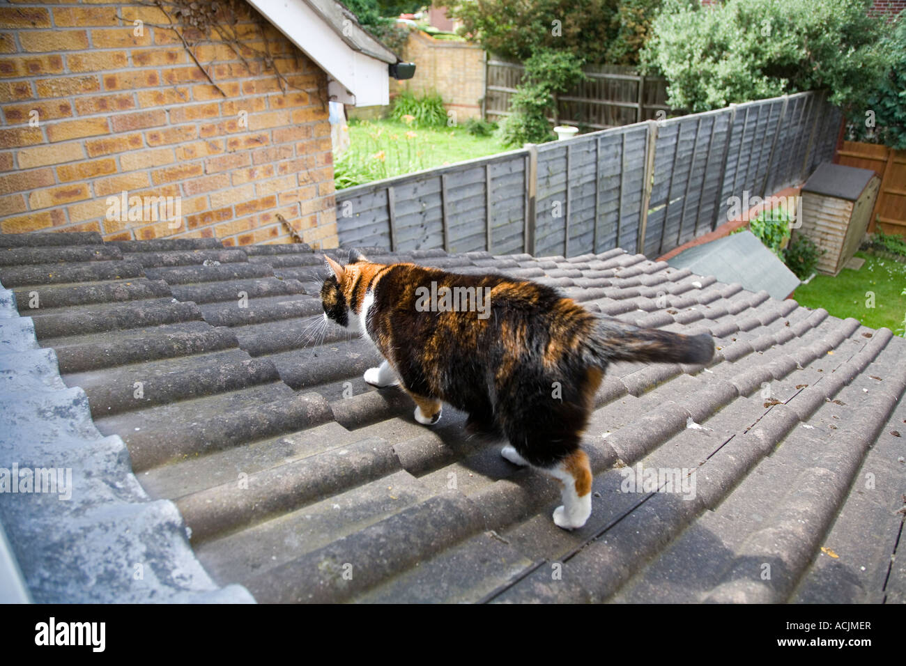 DOMESTIC TORTOISE SHELL CAT ON A ROOF VIEWING ITS TERRITORY Stock Photo ...
