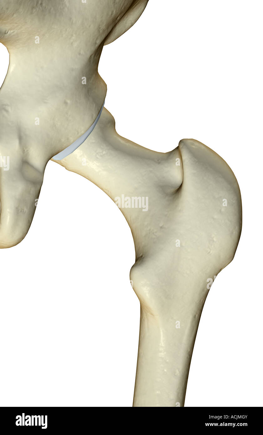 Hip Bones High Resolution Stock Photography and Images - Alamy