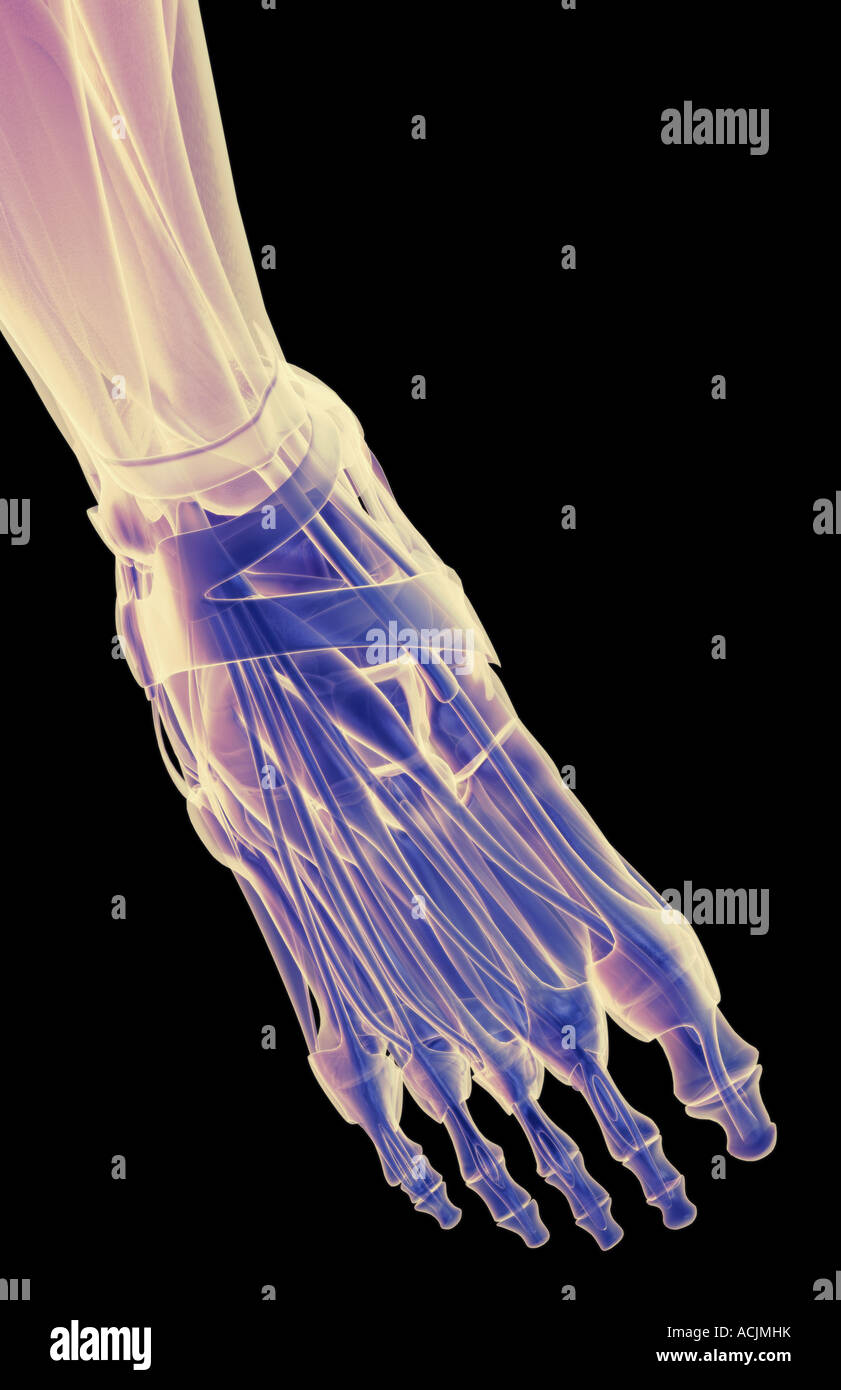 Foot dorsal side hi-res stock photography and images - Alamy