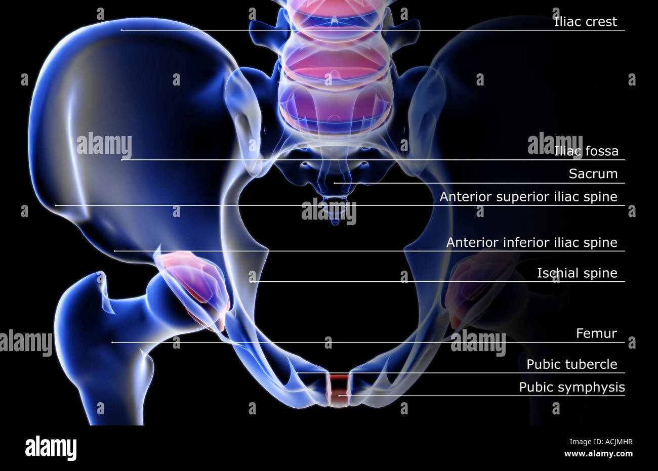 The bones of the pelvis Stock Photo - Alamy