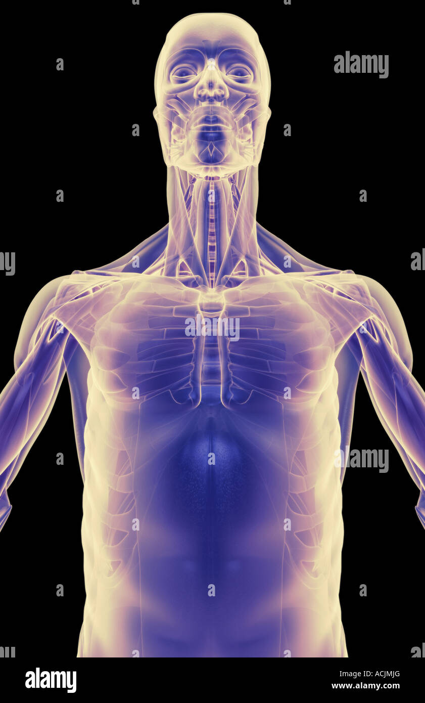 Upper chest muscles anatomy hi-res stock photography and images - Alamy