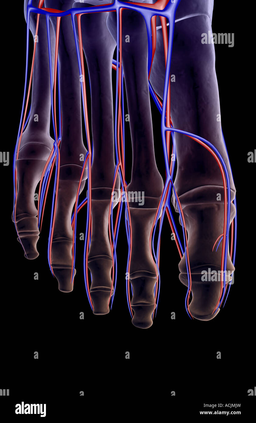 Dorsalis pedis hi-res stock photography and images - Alamy