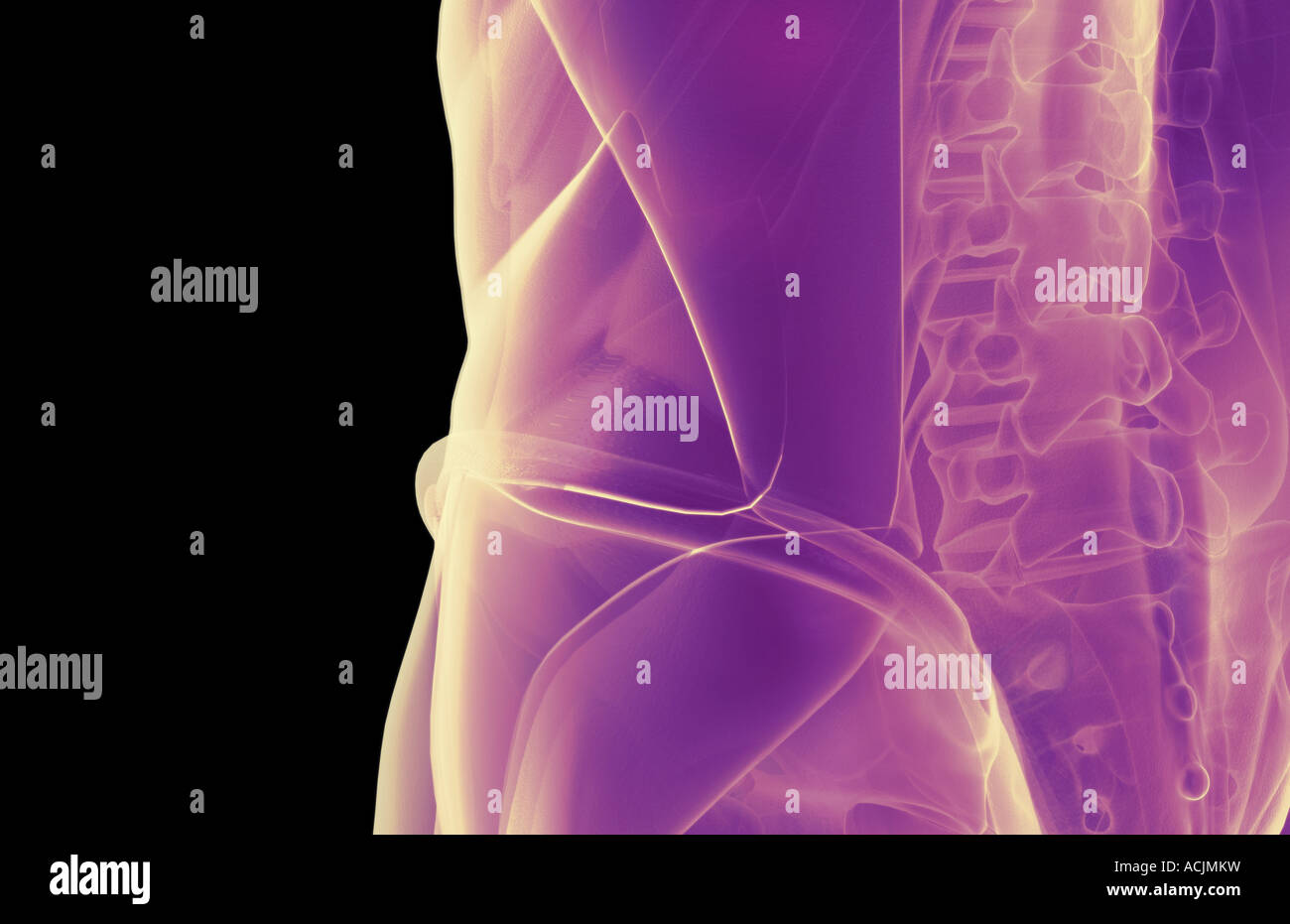 The muscles of the lower body Stock Photo - Alamy