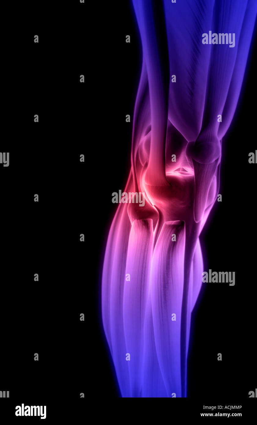 The muscles of the knee Stock Photo - Alamy