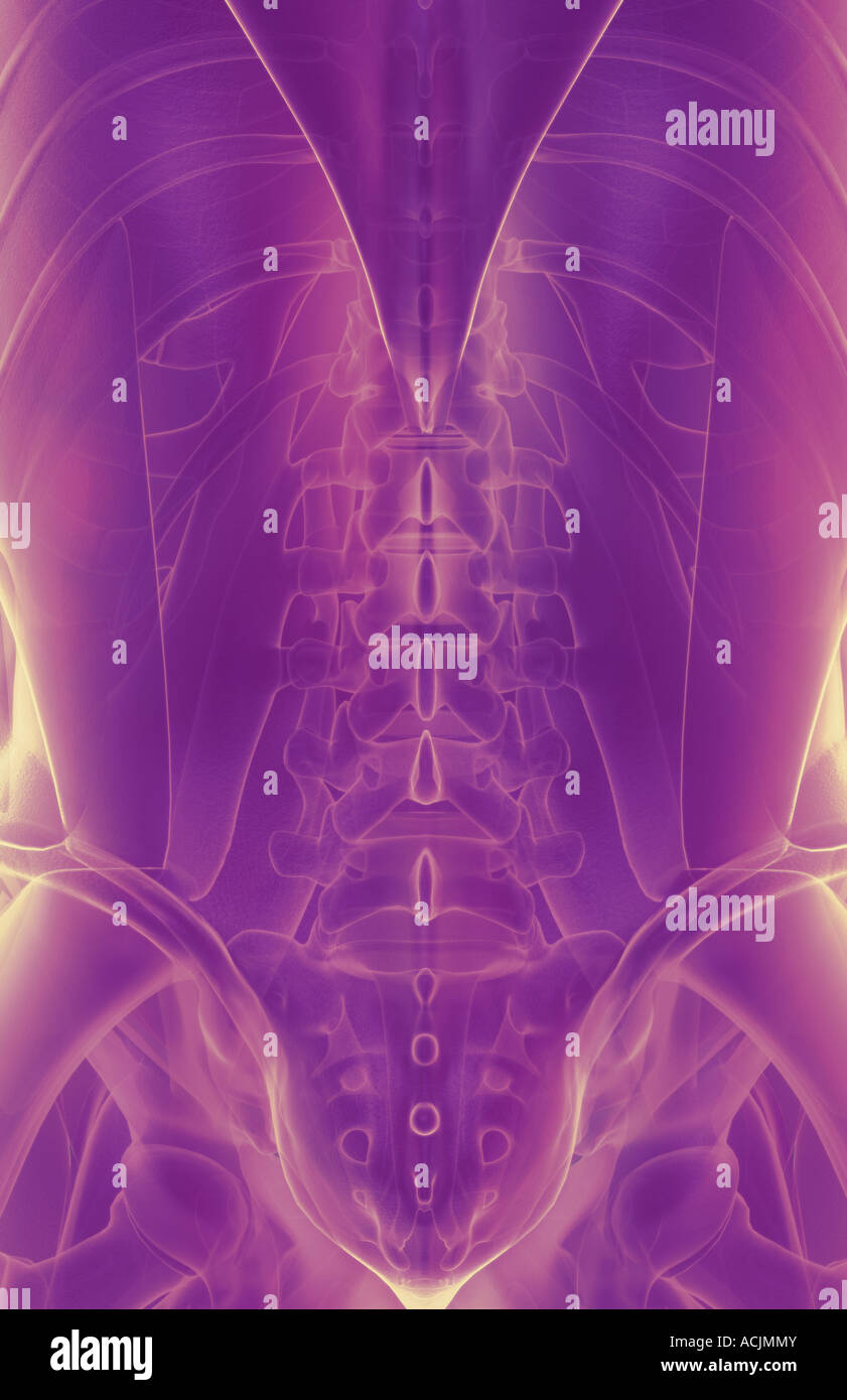 The muscles of the lower body Stock Photo - Alamy