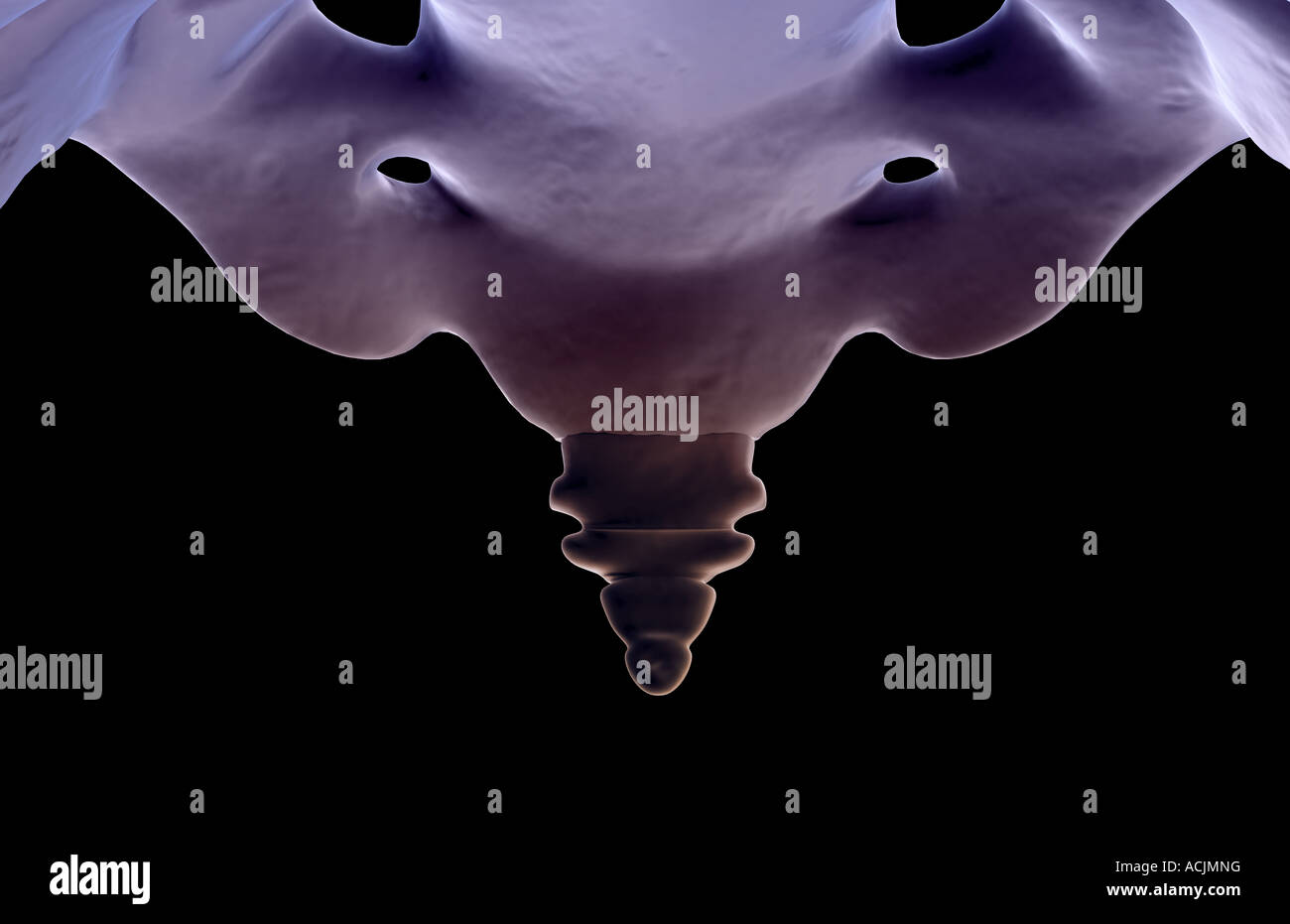 The bones of the tail bone Stock Photo - Alamy