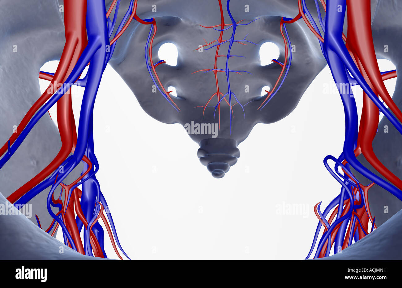 Sacral vein hi-res stock photography and images - Alamy