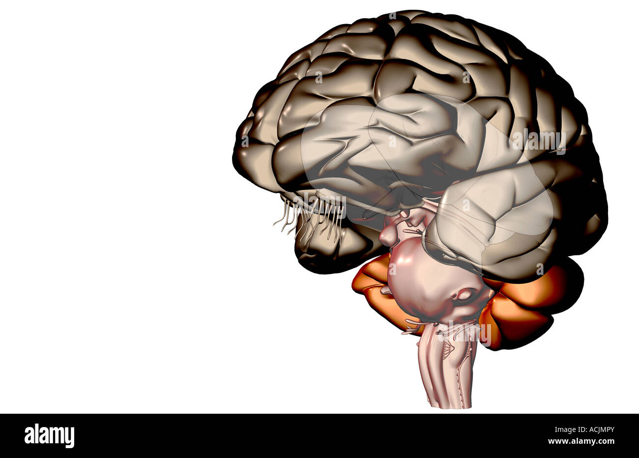 Primary motor cortex hi-res stock photography and images - Alamy