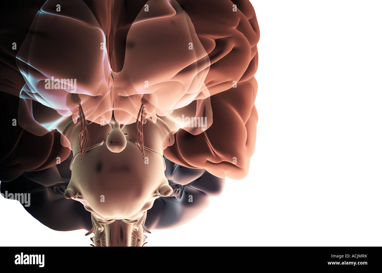 Hypoglossal hi-res stock photography and images - Alamy