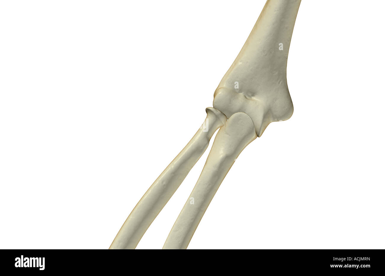 The bones of the elbow Stock Photo - Alamy