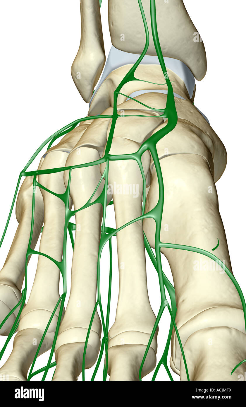 The lymph supply of the foot Stock Photo - Alamy