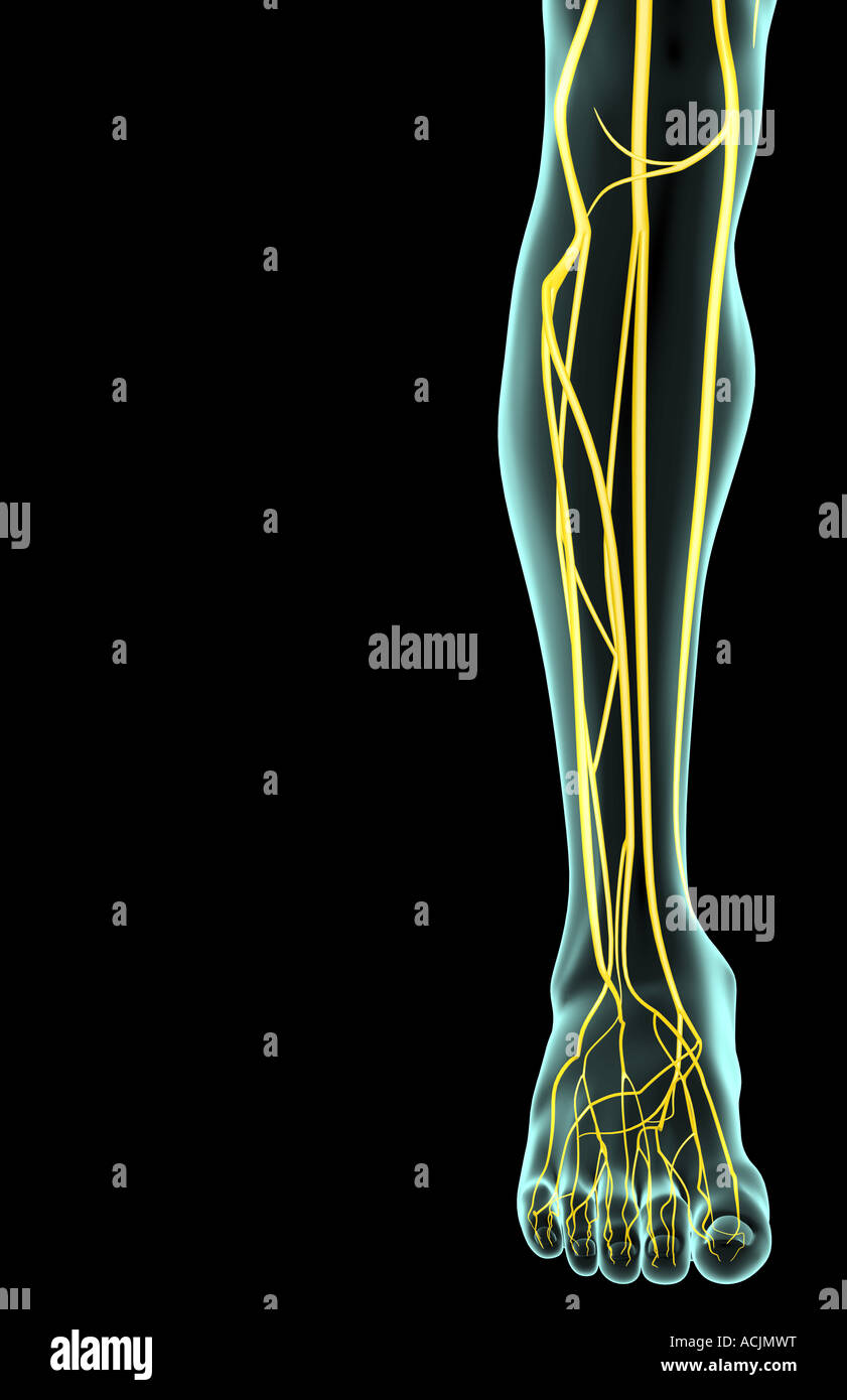 The nerves of the leg Stock Photo - Alamy