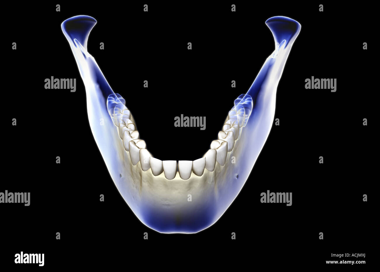 Mental foramen hi-res stock photography and images - Alamy