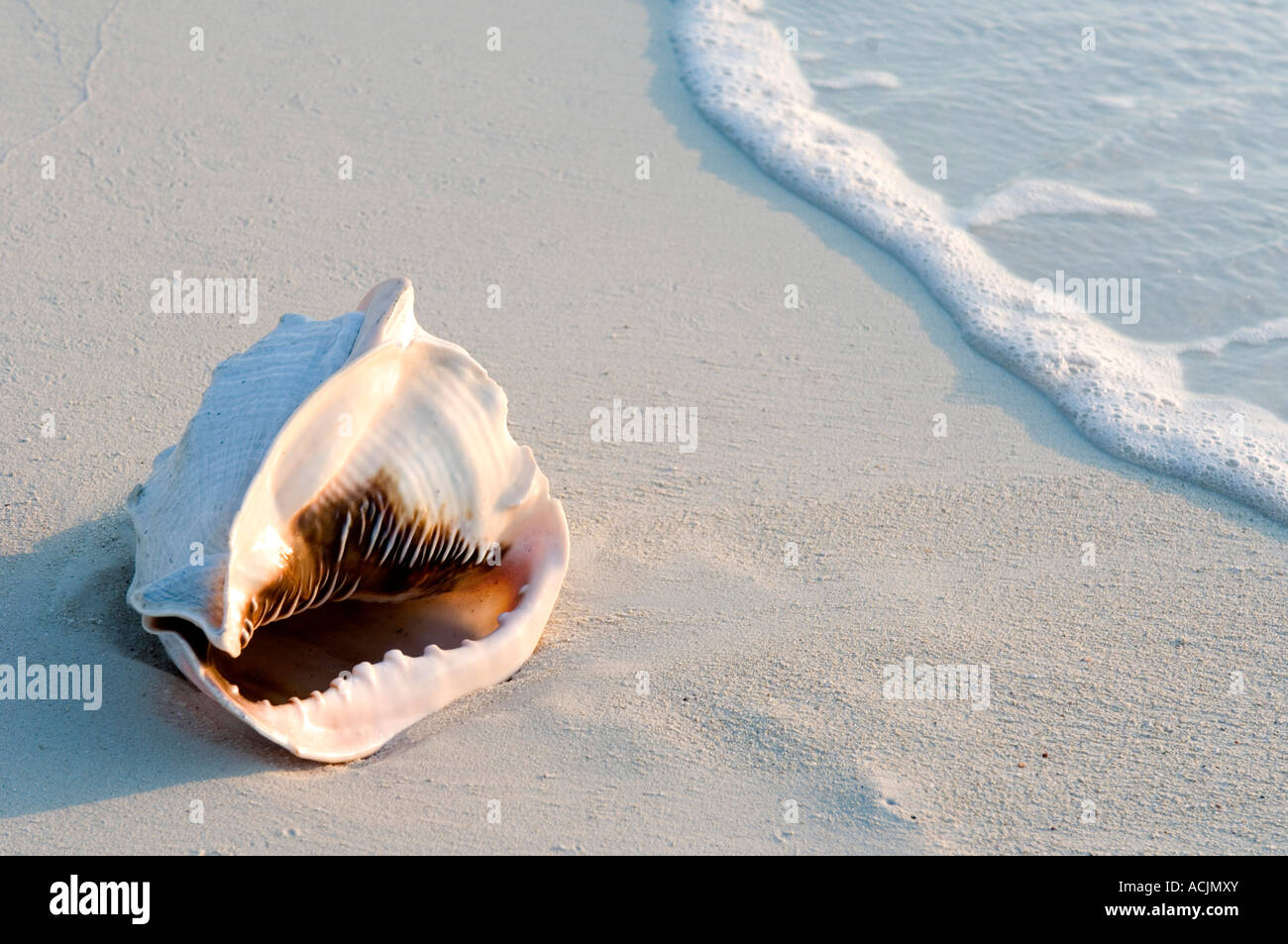 Conch shell on beach St Maarten st Martin Caribbean Stock Photo - Alamy