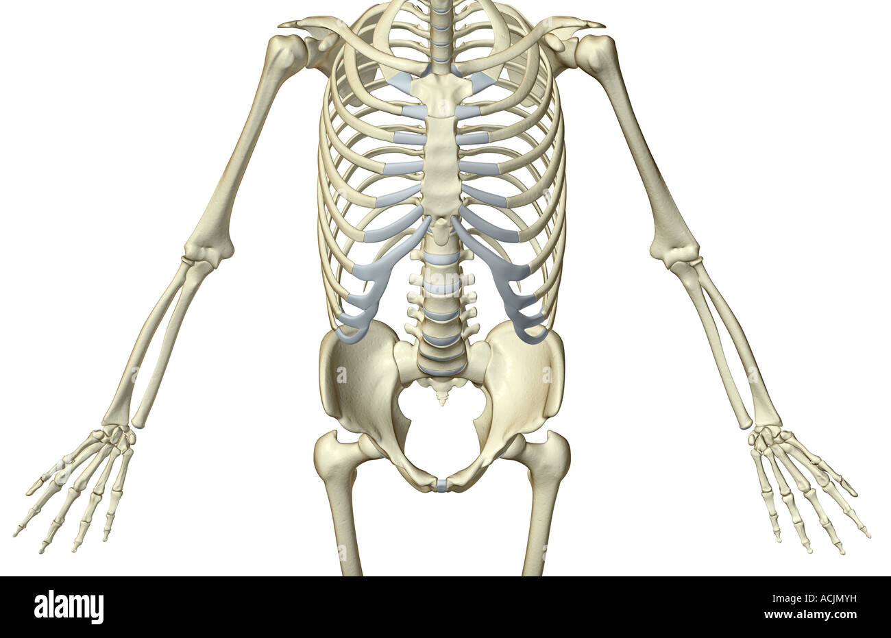 The bones of the trunk Stock Photo - Alamy