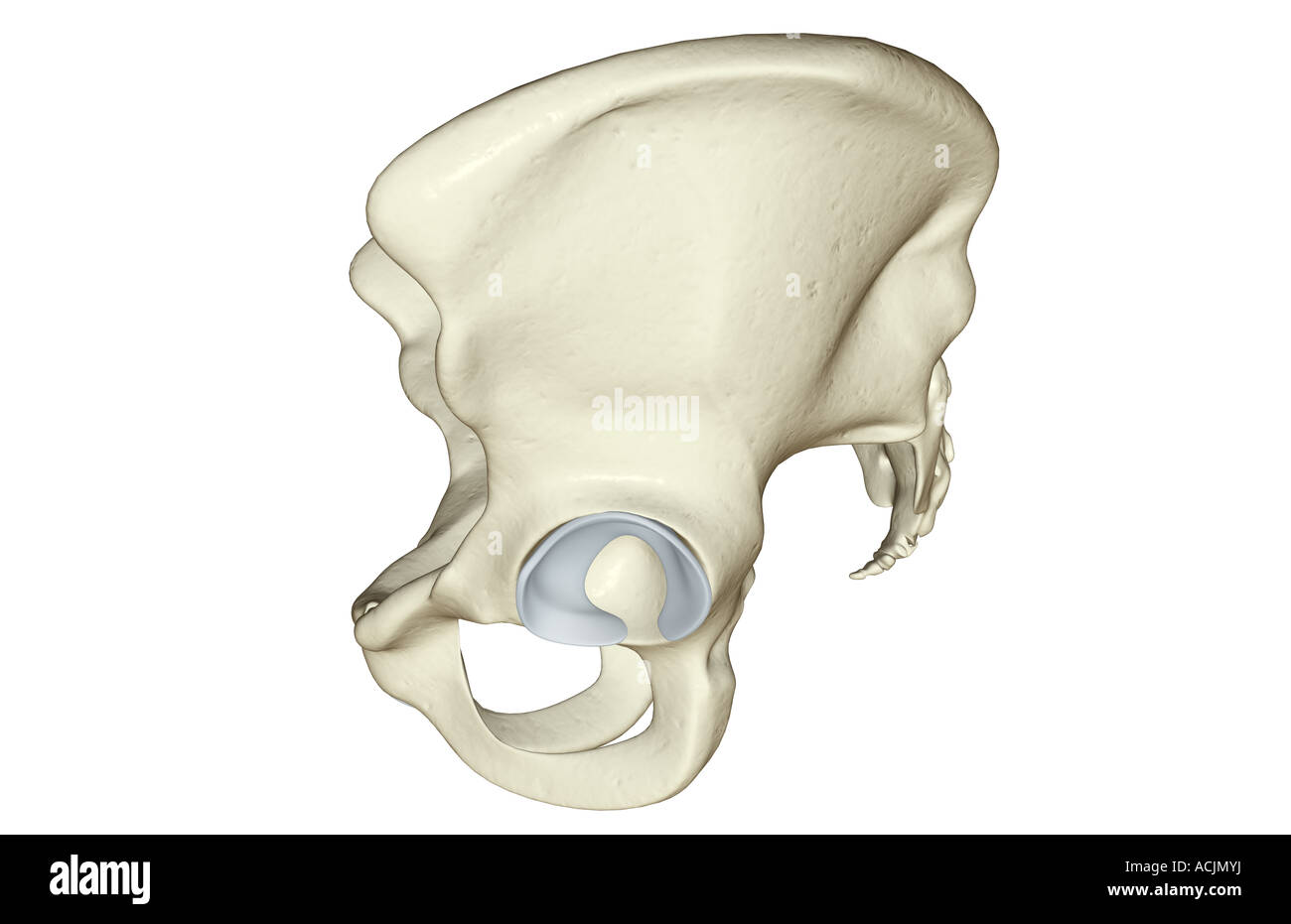 The bones of the pelvis Stock Photo - Alamy