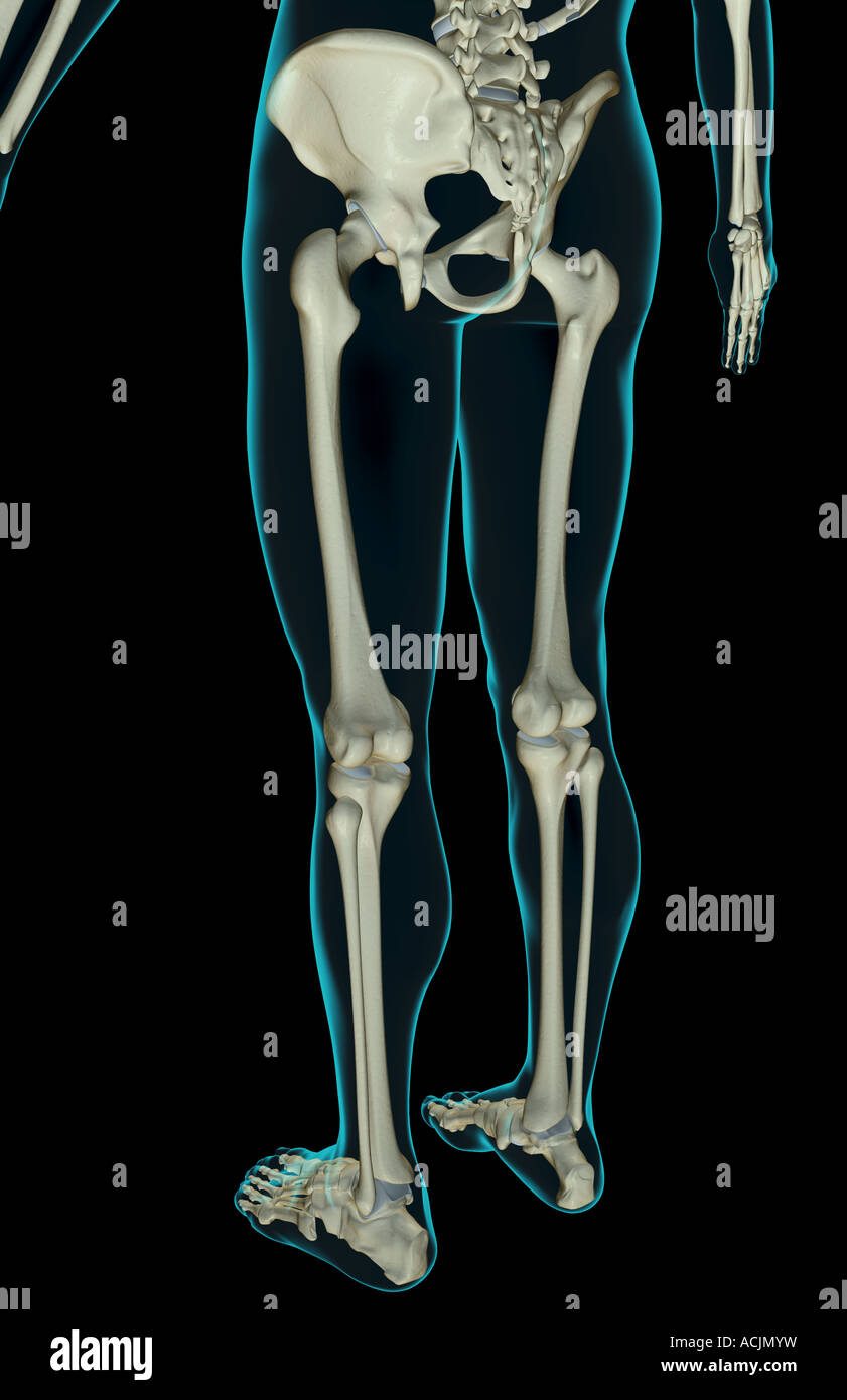The bones of the lower body Stock Photo - Alamy