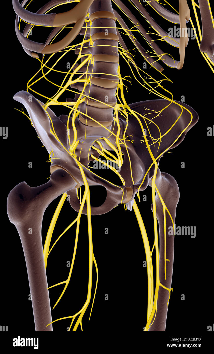 Sacral Nerves High Resolution Stock Photography and Images - Alamy