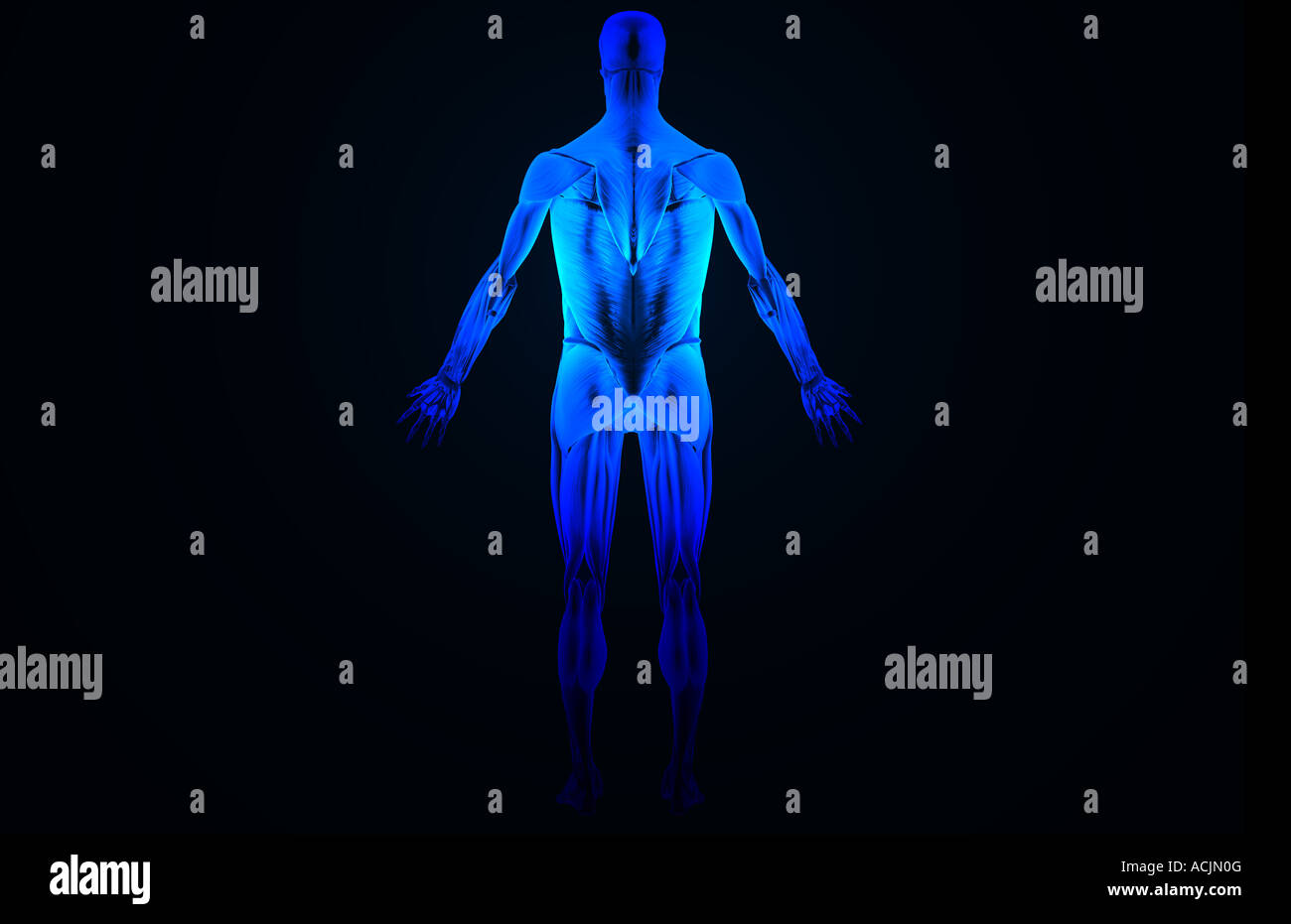 The muscular system Stock Photo - Alamy