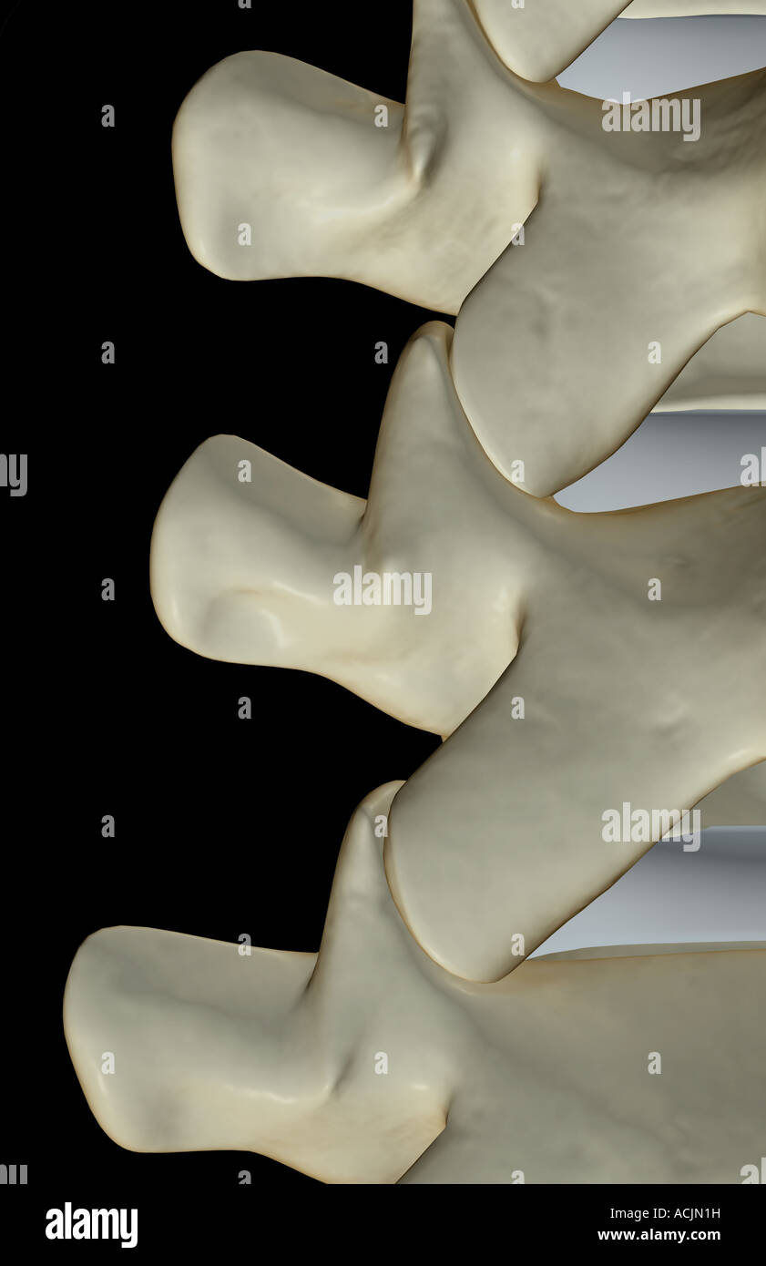 The bones of vertebrae Stock Photo - Alamy