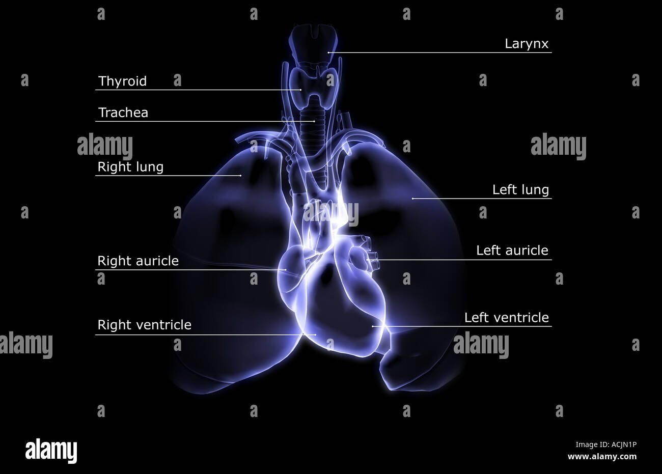 The heart and the respiratory system Stock Photo - Alamy
