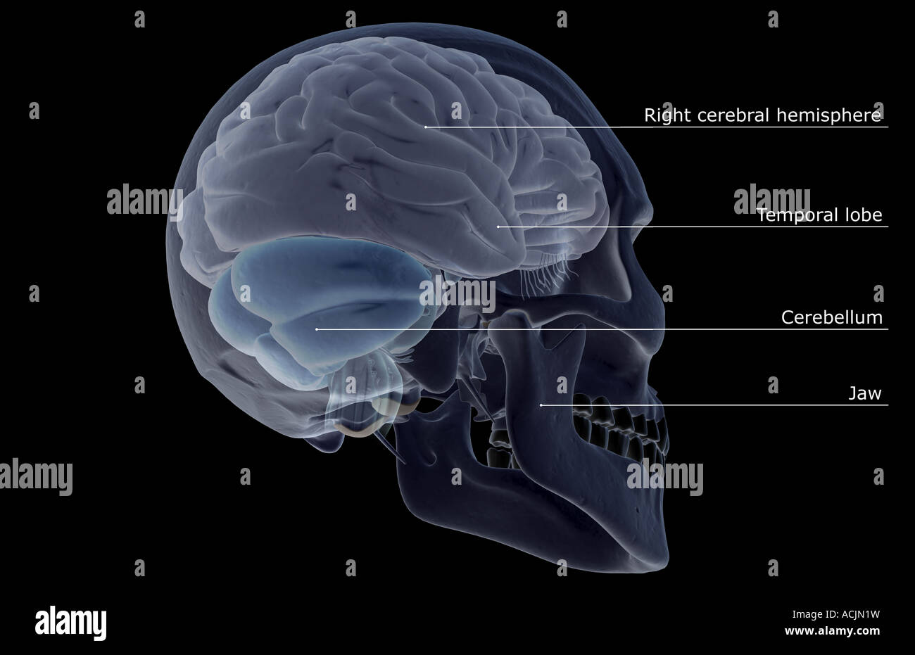 Human skeleton with labeled anatomy hi-res stock photography and images ...