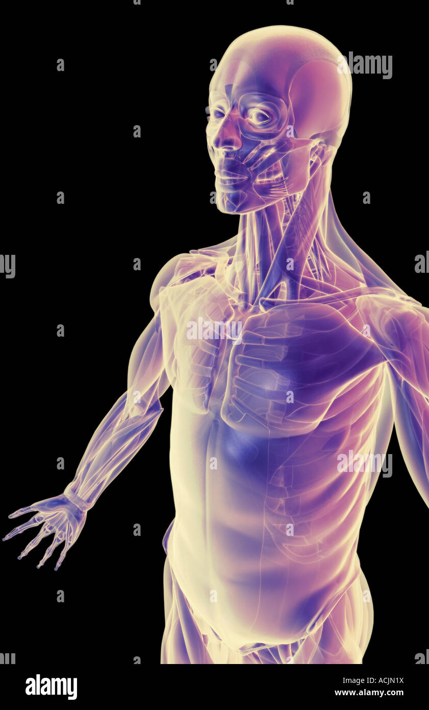 The muscles of the upper body Stock Photo - Alamy