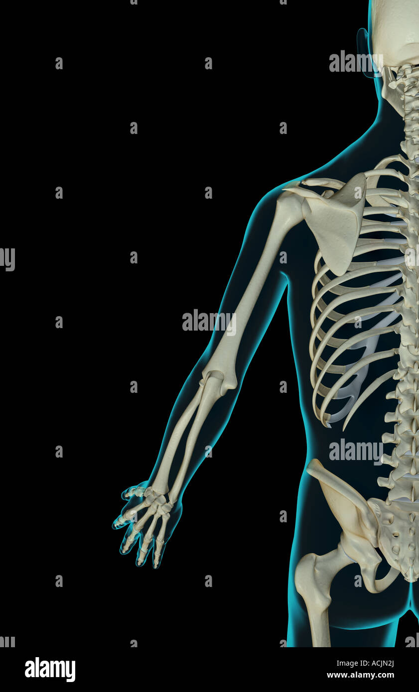 The bones of the upper limb Stock Photo - Alamy