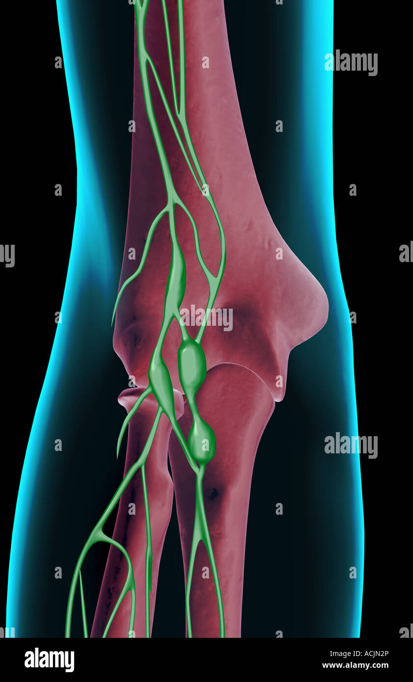 The lymph supply of the elbow Stock Photo - Alamy