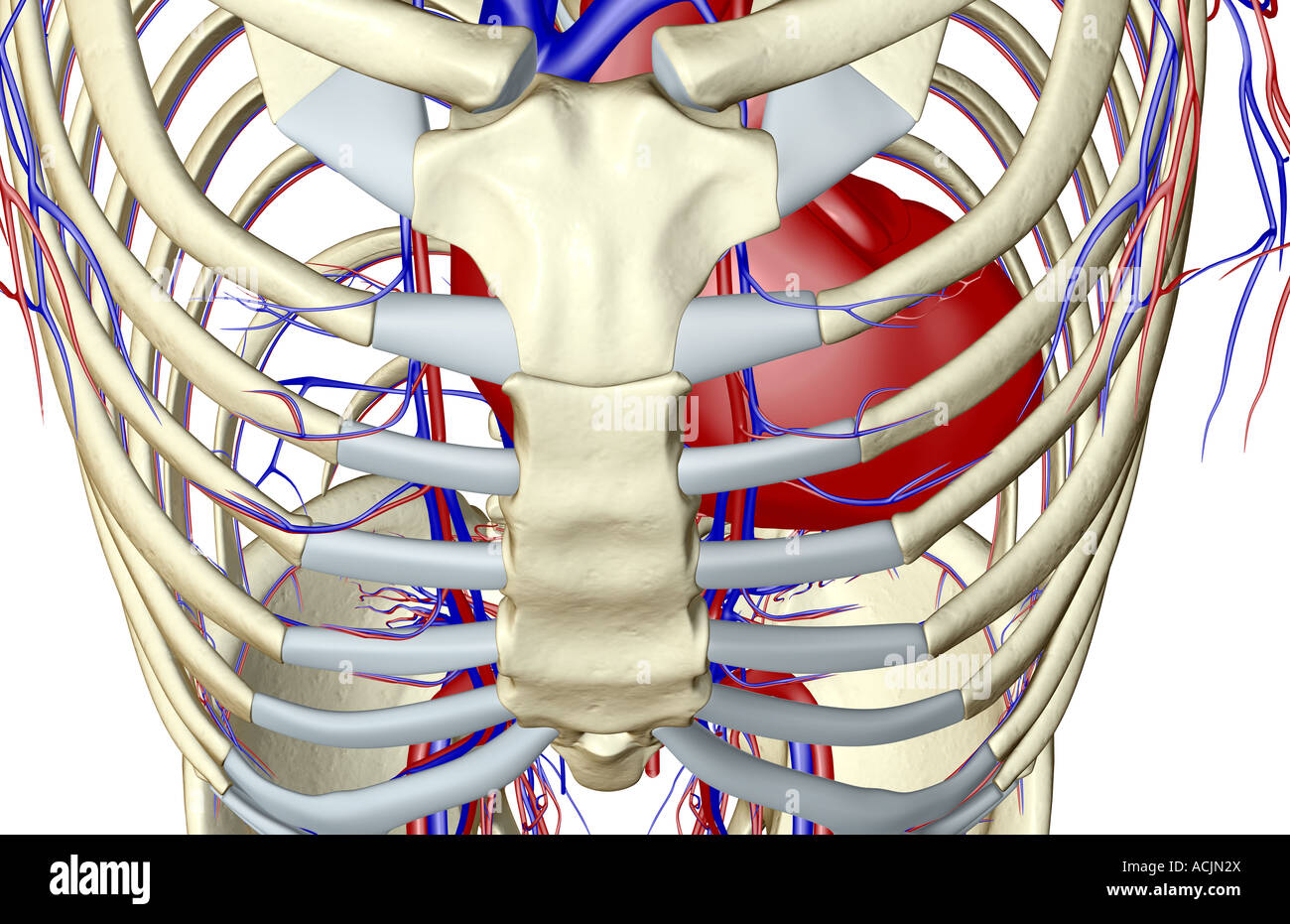 Chest blood vessels hi-res stock photography and images - Alamy