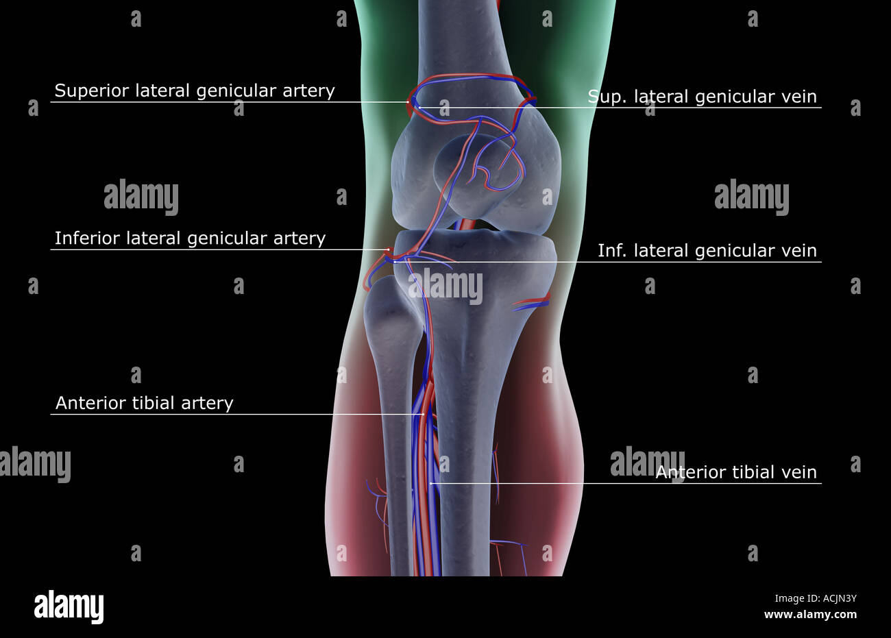 Inferior lateral genicular artery hi-res stock photography and images ...