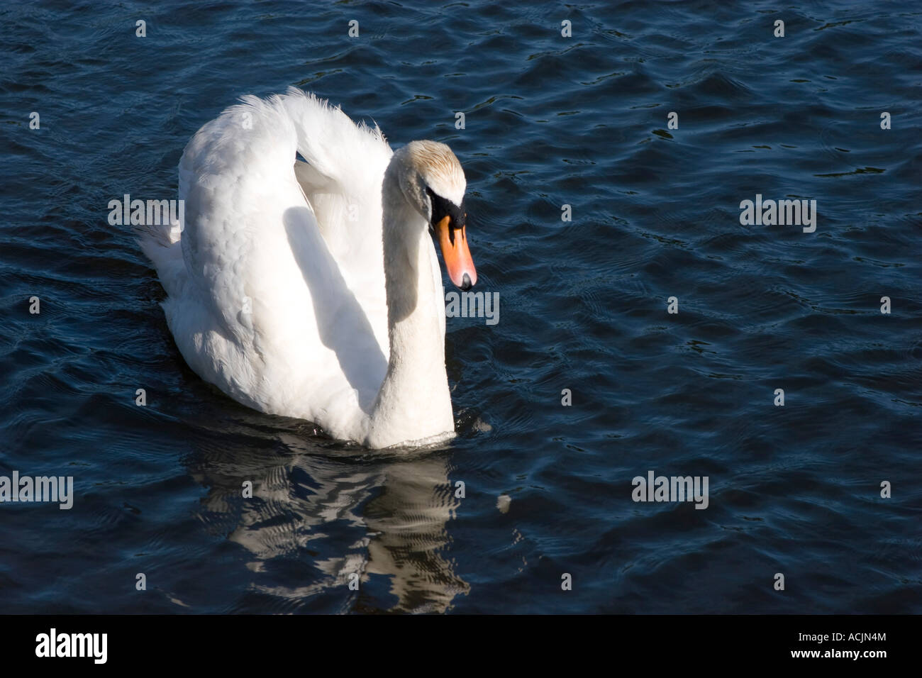 Swan in a lake in Scotland UK Stock Photo - Alamy