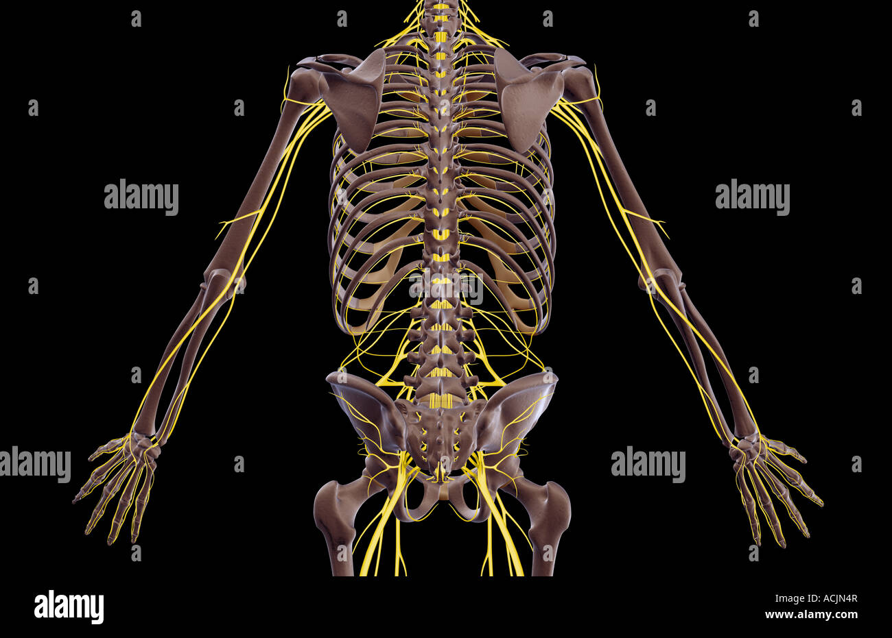 The nerves of the trunk Stock Photo - Alamy