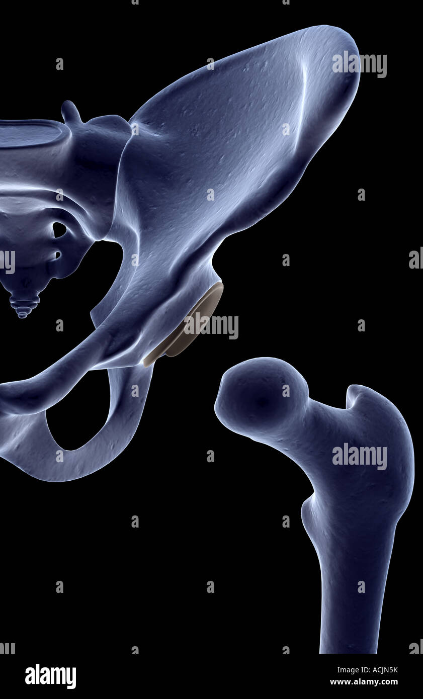 The bones of the hip Stock Photo - Alamy
