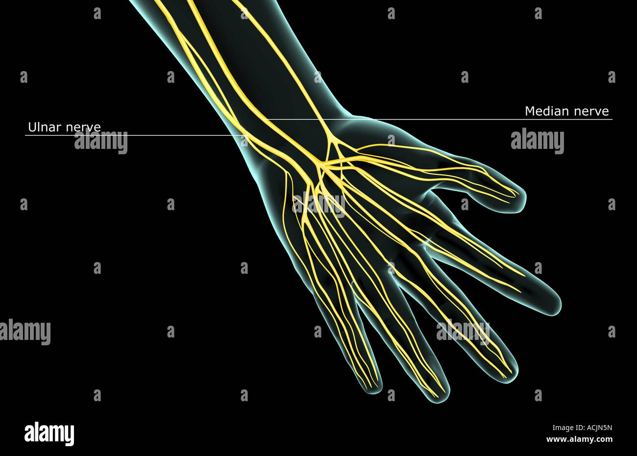 The nerves of the hand Stock Photo - Alamy