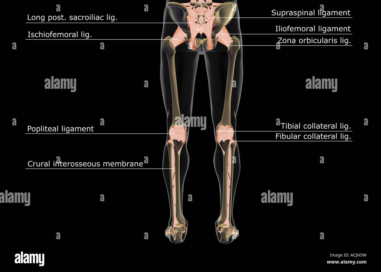 The ligaments of the lower body Stock Photo - Alamy