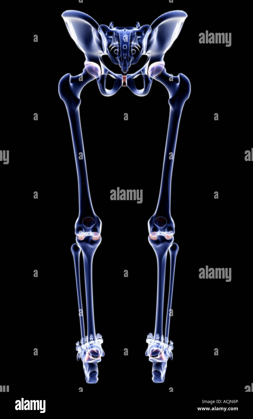 The bones of the lower body Stock Photo - Alamy