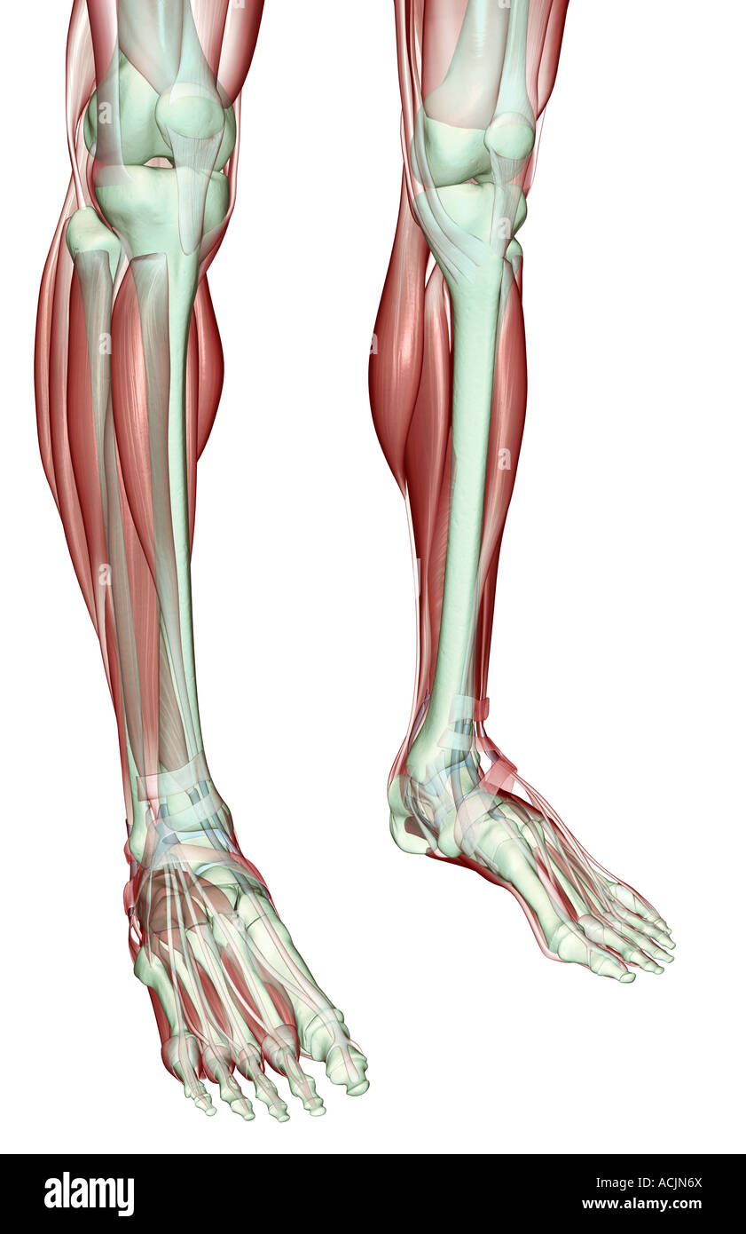 Anterior view of human leg muscles Cut Out Stock Images & Pictures - Alamy