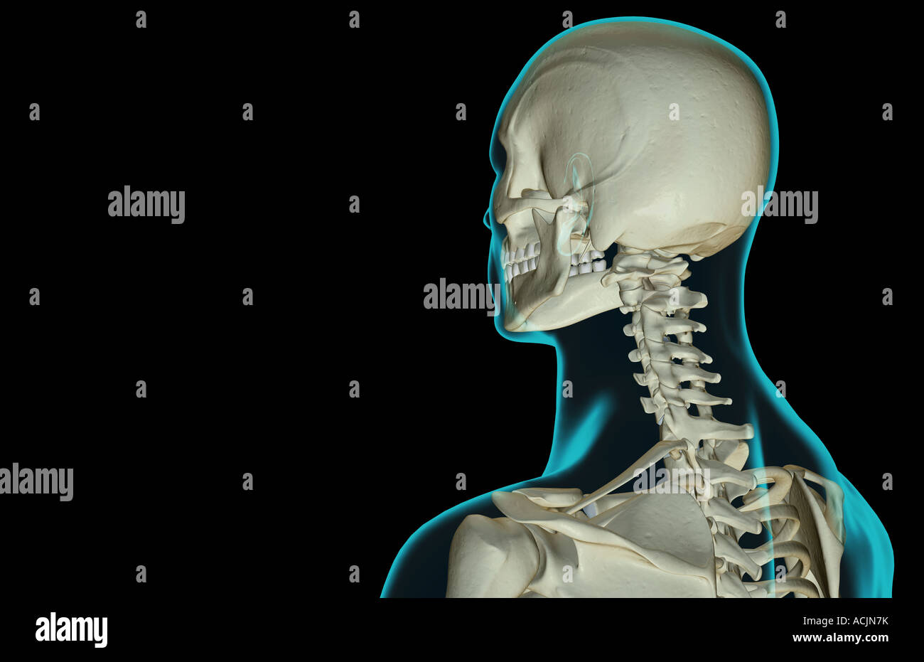 The bones of the head and neck Stock Photo - Alamy