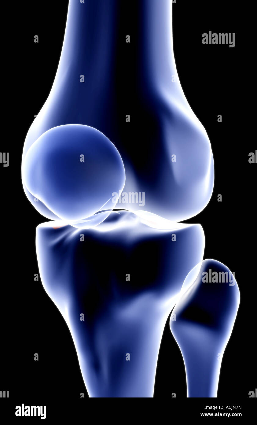The bones of the knee Stock Photo - Alamy