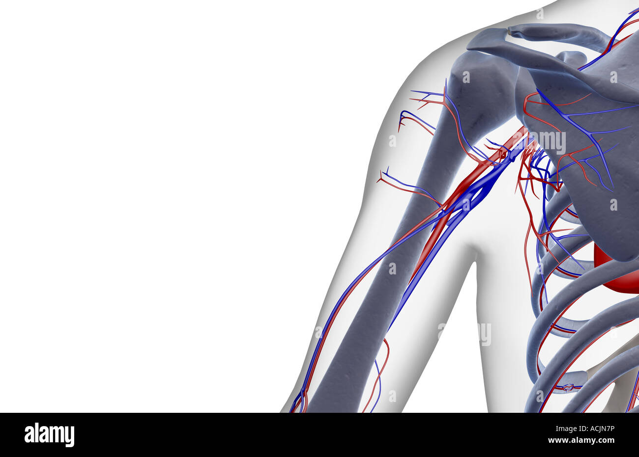 Shoulder blood vessels hi-res stock photography and images - Alamy