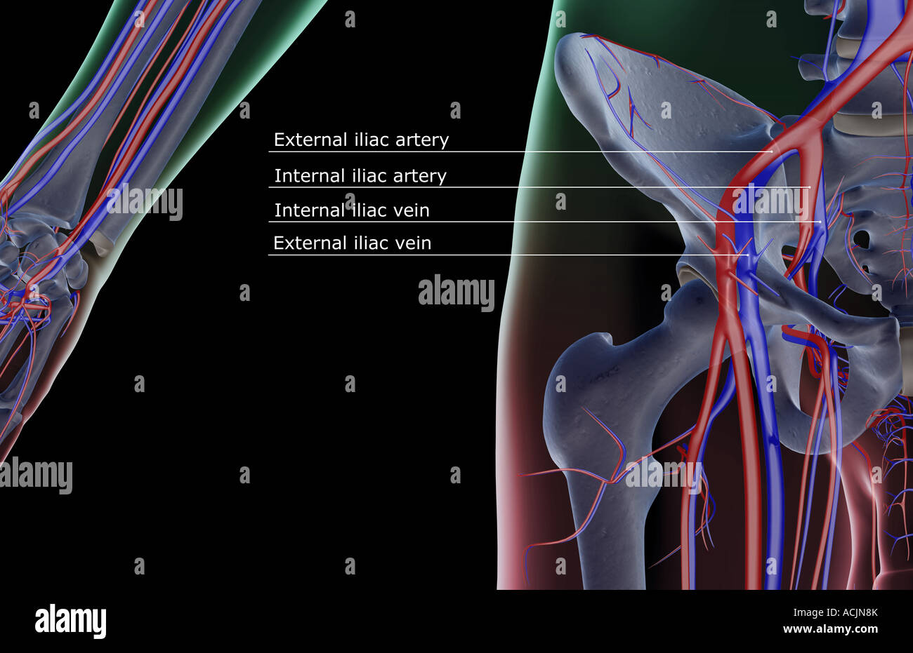 The blood supply of the hip Stock Photo - Alamy