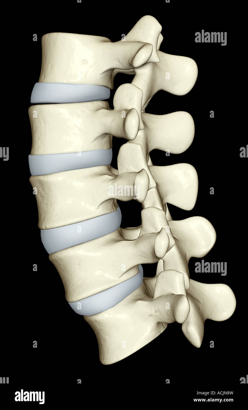 The lumbar vertebrae Stock Photo - Alamy