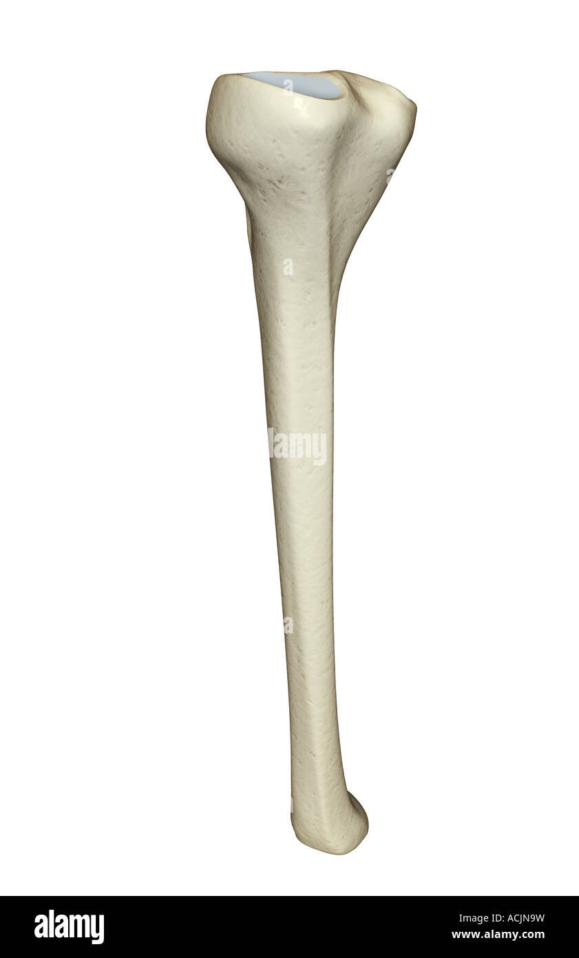 Tibia Cut Out Stock Images & Pictures - Alamy