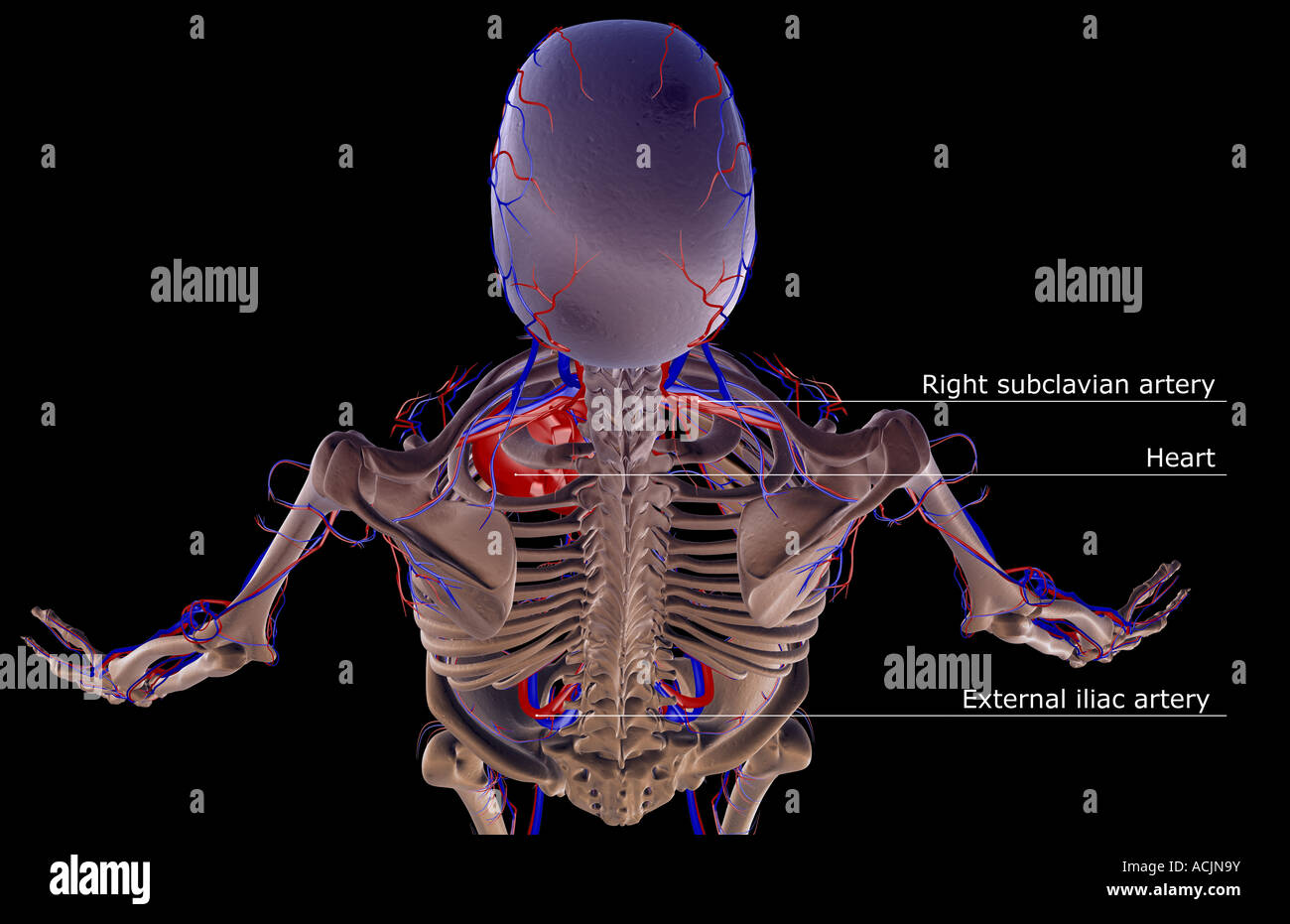 The blood supply of the head and shoulder Stock Photo - Alamy