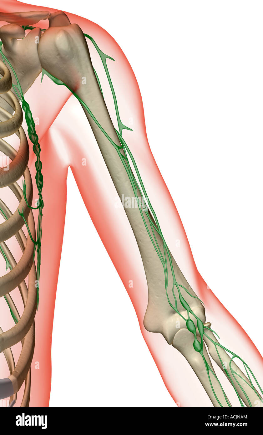 The lymph supply of the shoulder and upper arm Stock Photo - Alamy