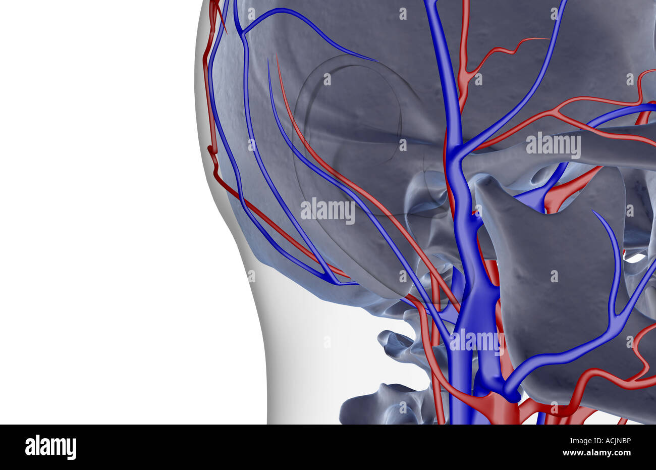 Facial Artery High Resolution Stock Photography and Images - Alamy