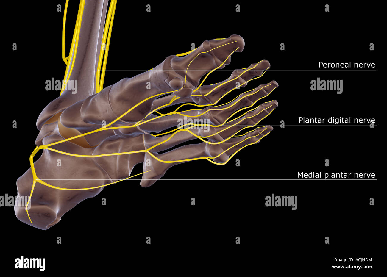 Foot Nerve Chart